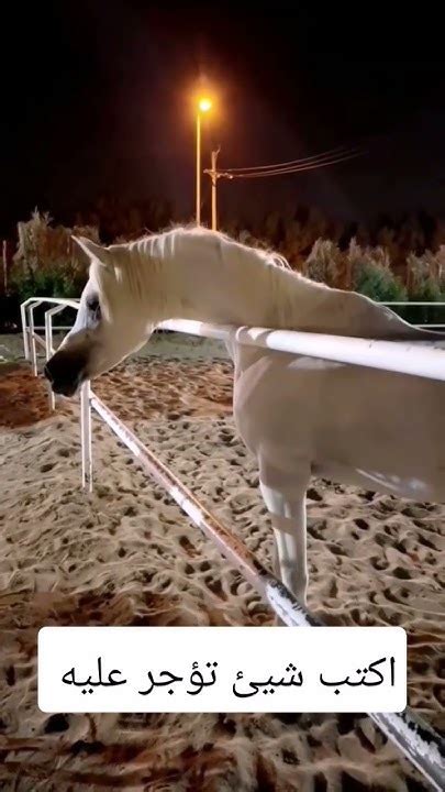 جسم الخيل العربي الاصيل🤍😴 خيل خيلعربياصيل Youtube