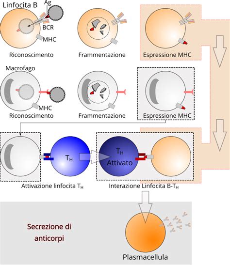 Linfocita B Immunologia