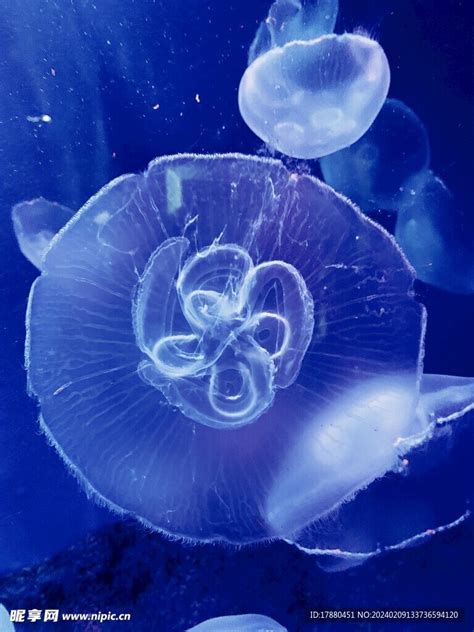 水母摄影图 海洋生物 生物世界 摄影图库 昵图网