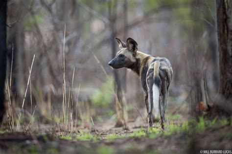 Niassa Wild Dog Will Burrard Lucas