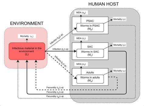 Conceptual Framework Showing A Three Age Structured Model Download