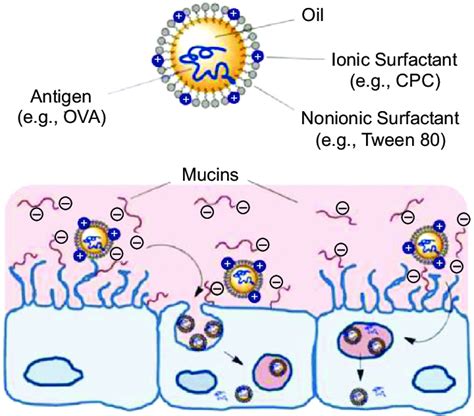 Structure Of A Nanoemulsion Ne Droplet And Illustration Of Download Scientific Diagram