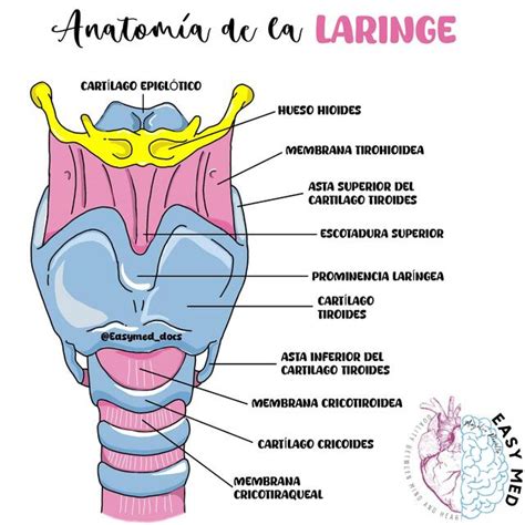 AnatomÍa De La Laringe Easymed Docs Udocz