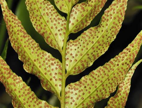 Dias Com árvores Feto Azevinho