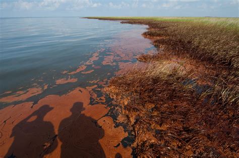 Oil Spill In Louisiana Marsh Joel Sartore