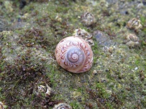 Natica Queketti · Inaturalist