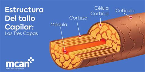 Diagrama De La Estructura Del Cabello Explicado Capas Folículos Y