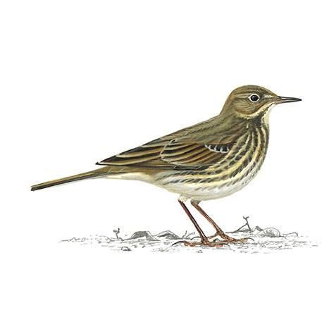 Rock Pipit Bird Facts Anthus Petrosus