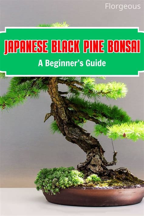 Japanese Black Pine Bonsai Tree A Beginners Guide Pine Bonsai