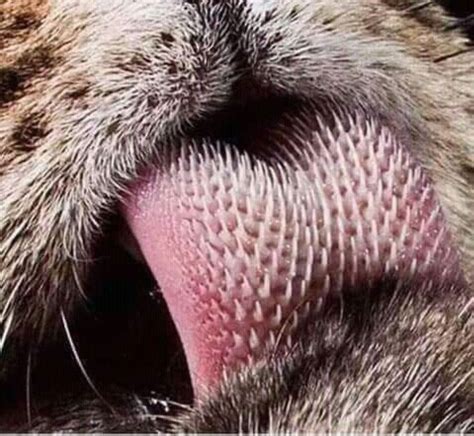 Close Up Look Of A Tigers Tongue Rdamnthatsinteresting