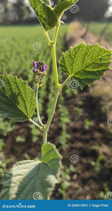 Beautiful Psoralea Corylifolia Babchi Flower Indian Stock Image Image