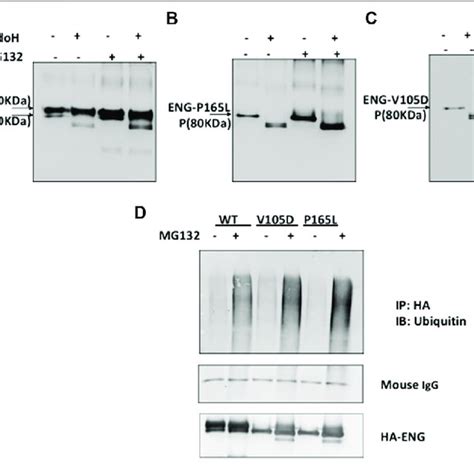 Cycloheximide Chx Chase Assay For Stably Transfected Hek293