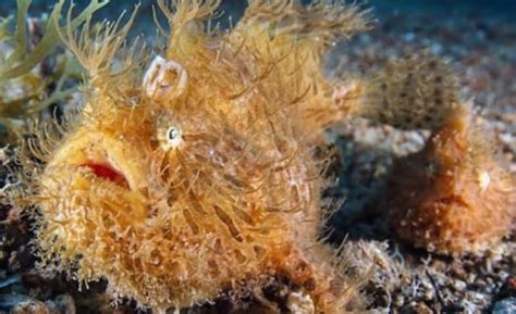 The Blue Hairy Frogfish A Master Of Camouflage And Ambush Galaxy Secrets