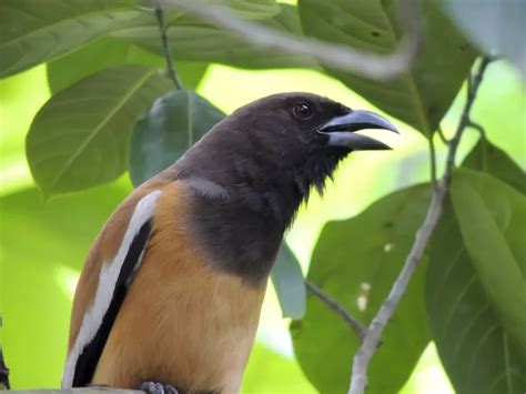 Hooded Pitohui Toxic Bird Of New Guinea Earth Life