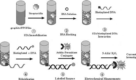 Hcv Detection By Amperometric Dna Biosensor Download Scientific Diagram
