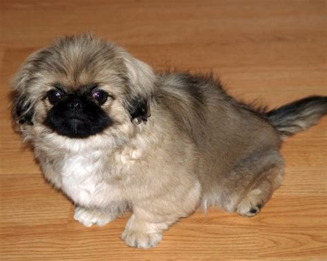 Puginese Pug And Pekingese Mix