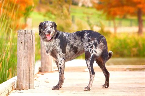 41 Unique Catahoula Leopard Dog Mixes With Pictures