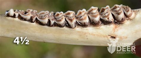 How To Age Whitetail Deer By Teeth The Science History And