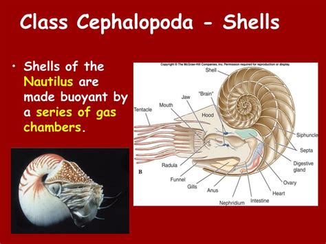 Ppt Mollusks Powerpoint Presentation Free Download Id2200866