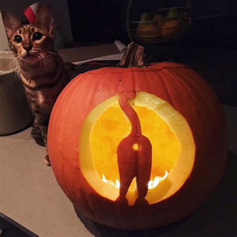 Jack O Lantern Cat Faces