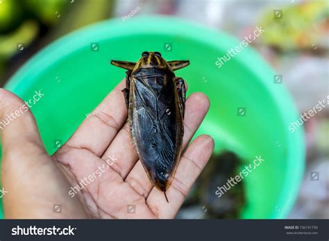 Japanese Giant Water Beetle