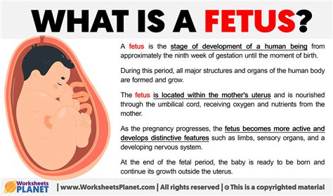 Foot Fetus Definition At Margaret Ratliff Blog