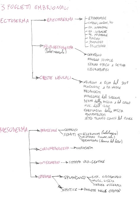 Schemi Foglietti Embrionali Schemi E Mappe Concettuali Di Embriologia Docsity