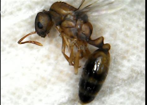 Monomorium Pharaonis Queen Under The Microscope Rantkeeping