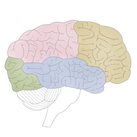 Brain Cross Section Diagram Unlabeled