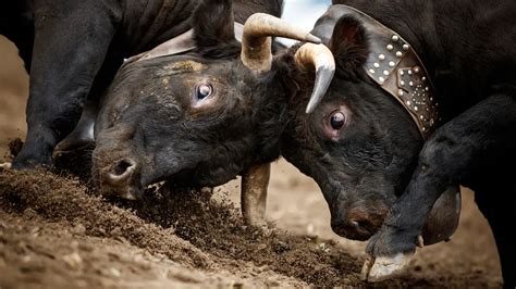 Adu Sapi Atraksi Tradisional Jadi Daya Tarik Wisata Bondowoso Jatim