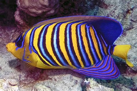 27 Most Popular Types Of Saltwater Angelfish