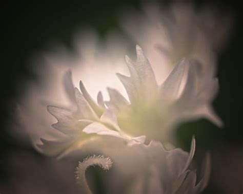 Dianthus Maria Sciandra Flickr