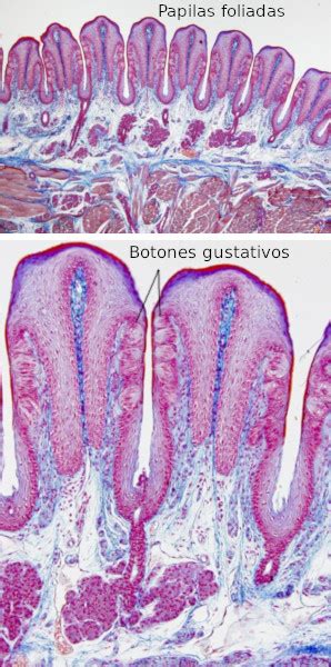 Papilas Foliadas Características Funções Histologia Ybzgm