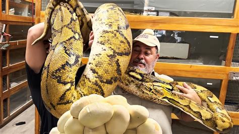 This Giant Python Just Became A Mom😳🤩 Youtube