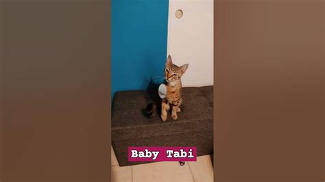Kitten Tabi♥️🐱 Cat Kitten Ytshorts Rescuecats Youtube