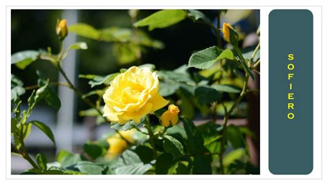 Ppt Sofiero Slott Powerpoint Presentation Free Download Id13366139