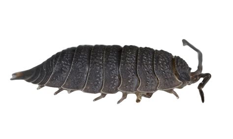 Kellerassel Bekämpfen Schädlingsbekämpfung