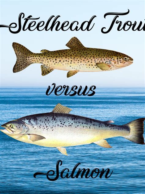 Arctic Char Vs Salmon Beginners Guide