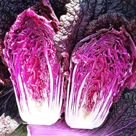 种植紫色白菜到底能赚多少钱？今天我来回答这个问题！ 经常有粉丝朋 今日头条