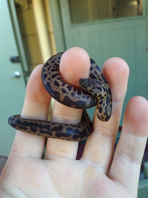 Gabby Antaresia — My Teenie Tiny New Addition To The Python