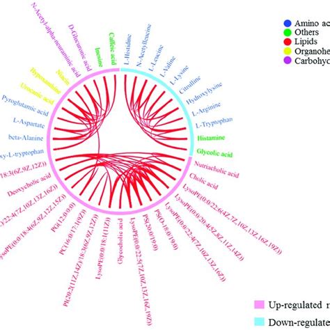 Chord Diagram Of The Correlations Between Differential Metabolites