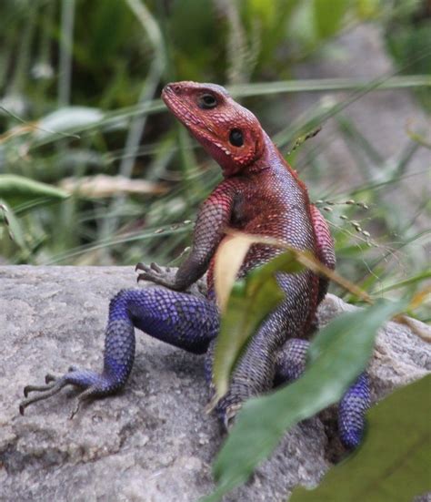 Masai Mara Red And Blue Lizard On A Rock