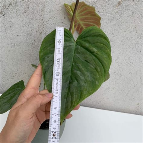 Philodendron Majestic Sodiroi X Verrucosum A Philodendron
