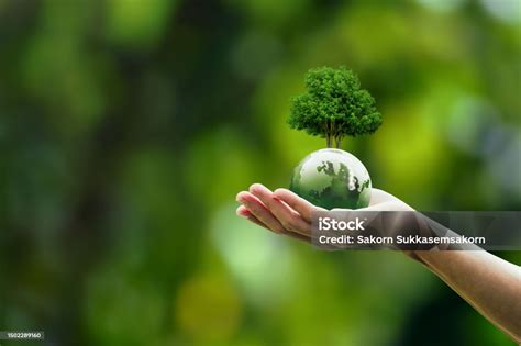 글로벌 지속 가능한 환경 개념 Esg 넷제로 에코 Co2 탄소 나무가 자라는 녹색 지구본을 들고 있는 인간의 손이 지구 세계