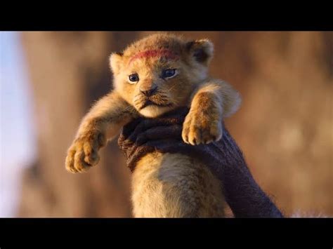 Lion King Simba Born Singapores Lion King Cub Simba Born From Dead