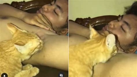 Kucing Ini Jilatin Ketiak Pemilik Ending Videonya Ngakak Banget