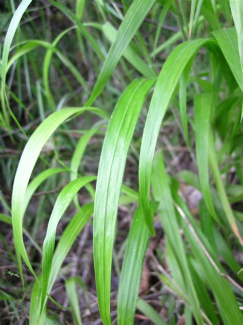 False Brome Marion Swcd