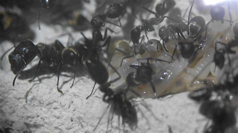 Мои муравьи Camponotus Leonardi Youtube