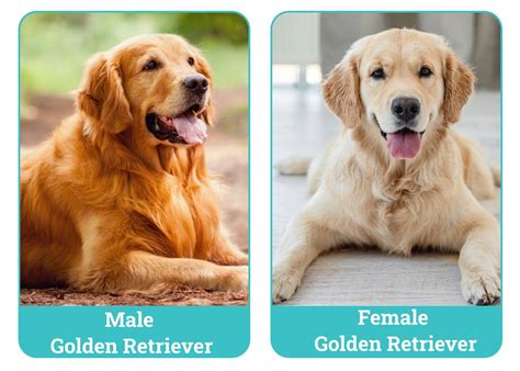 English Golden Retriever Female