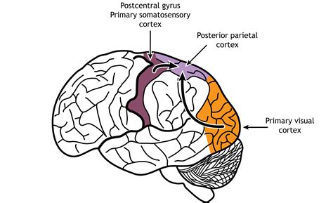 Posterior Parietal Cortex
